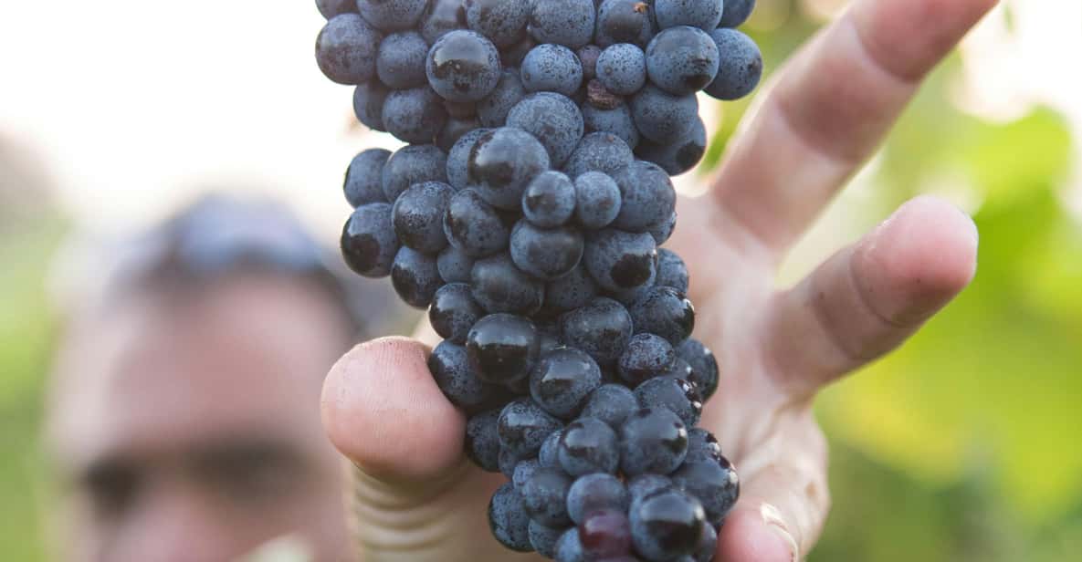 Solvang: Santa Ynez Valley Wine Tours w/ Lunch & Tastings