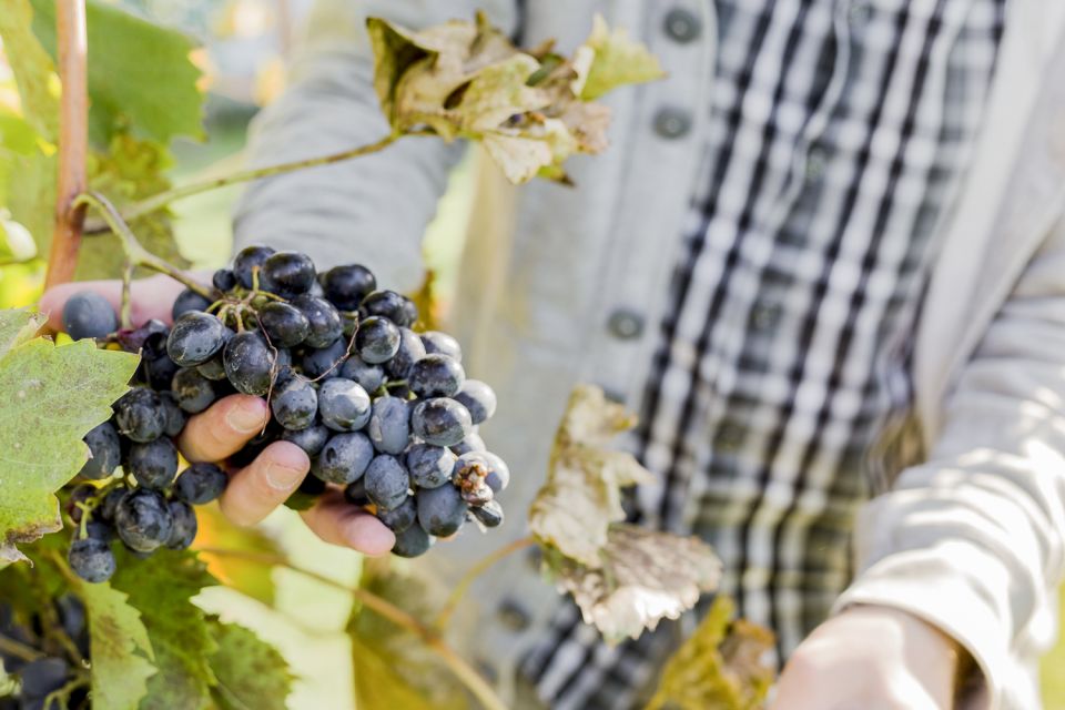 Sonoma Valley: Guided Winery Tour with Picnic Lunch - Why You’ll Love This Tour