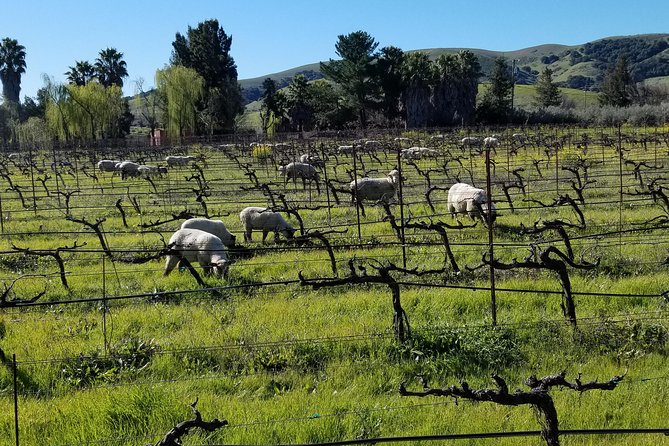 Sonoma Wine Tour with 2 Tastings Included Small-Group Half Day - The Itinerary Deep Dive