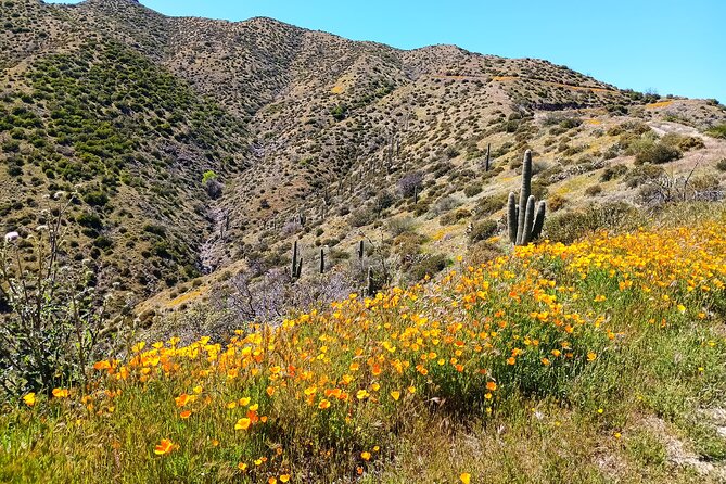 Sonoran Desert To MountainTop Jeep Tour minutes from Scottsdale - The Journey into Tonto National Forest