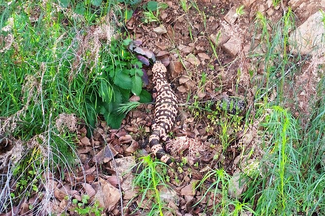 Sonoran Desert To MountainTop Jeep Tour minutes from Scottsdale - Return Trip and Local Hospitality