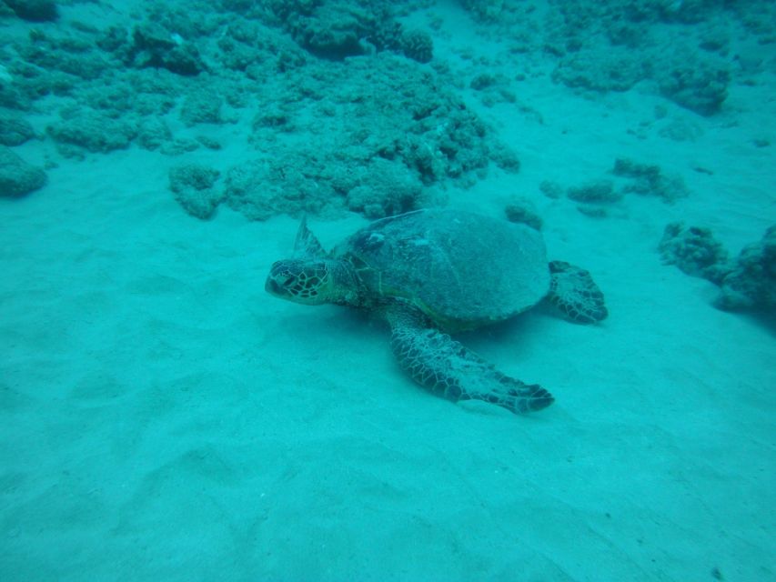 South Maui: Maalaea Guided Luxury Snorkel Cruise