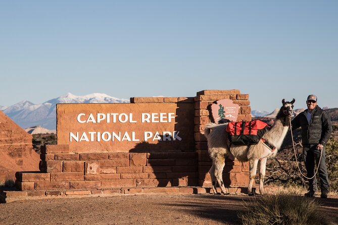 Spectacular 8-Hour Guided Llama Hike with Lunch and Dinner