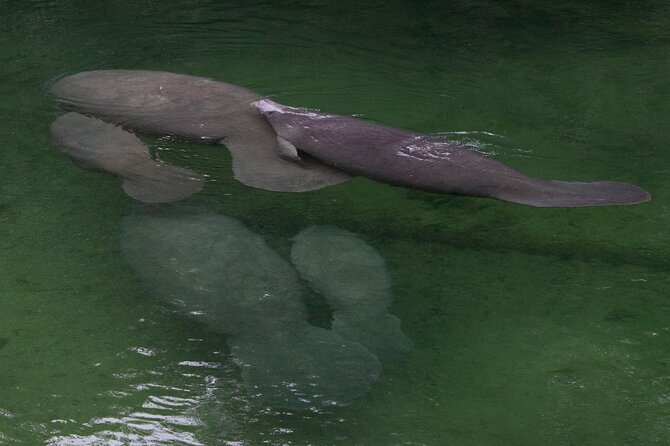 St. Johns River Cruise - Blue Spring State Park