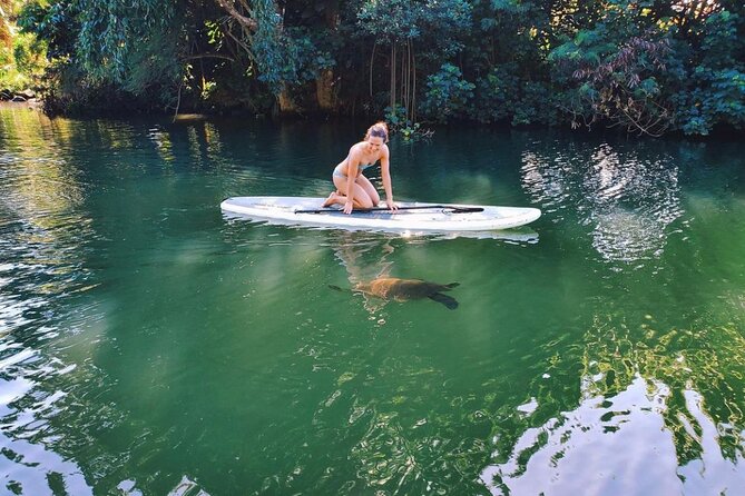 Stand Up Paddle Nature and Turtle tour-Guaranteed to see turtles