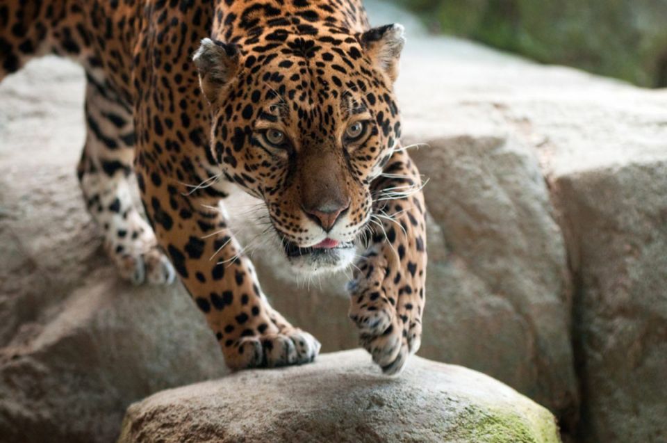 Stoneham, Massachusetts: Stone Zoo Entry Ticket - A Closer Look at What to Expect at Stone Zoo