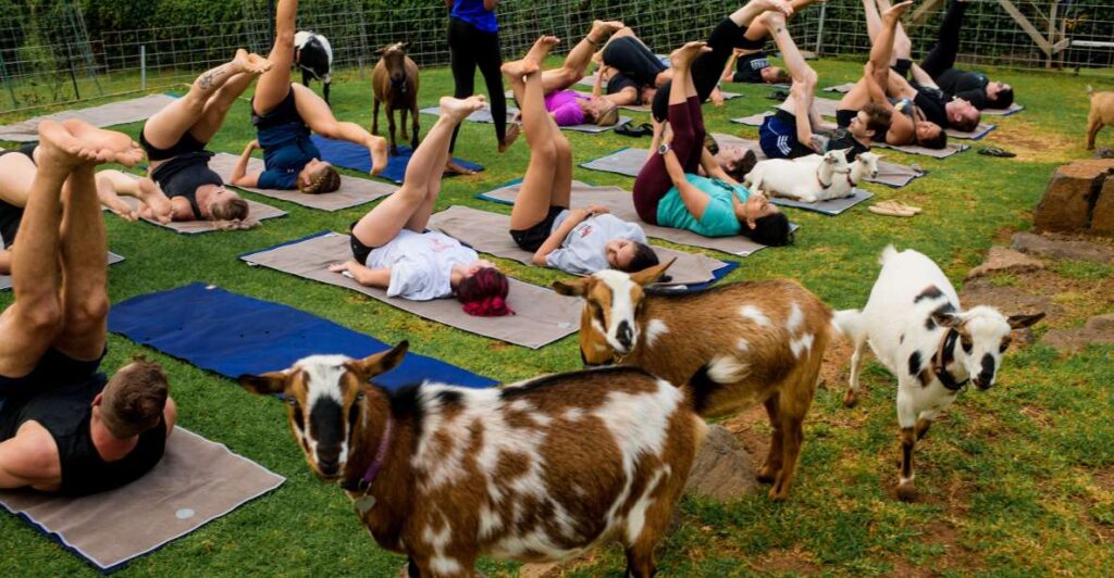 Sunset Maui Goat Yoga with Live Music