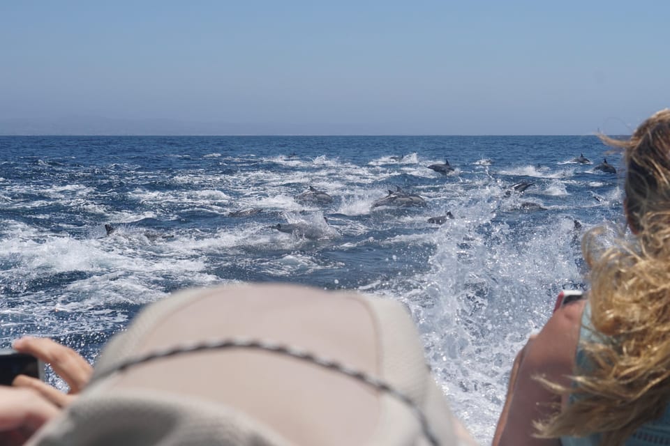 Superior 2hr Private Whale & Dolphin Watching Newport Beach