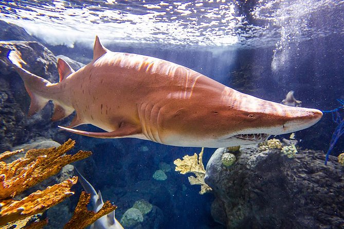Tampa's ZooQuarium Admission - Authentic Experiences and Hidden Gems
