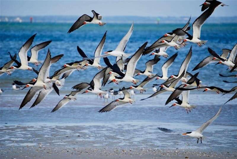 Tarpon Springs: Evening Dolphin Cruise - Who Should Consider This Tour?