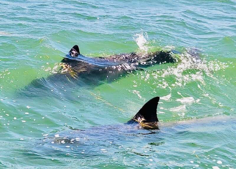 Tarpon Springs: Evening Dolphin Cruise - FAQs