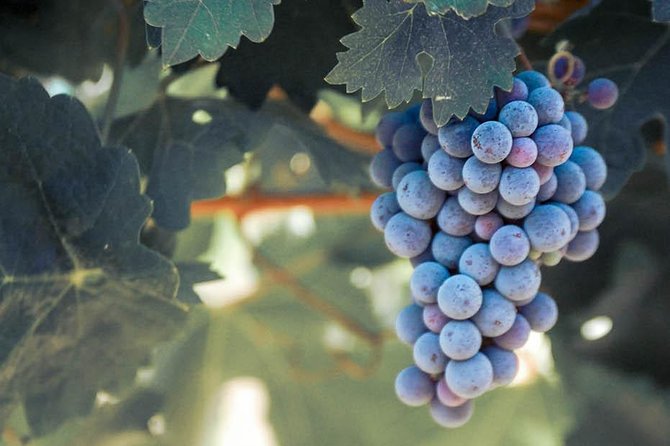 Temecula Valley Morning Wine Tour with Tastings and Cheeseboard