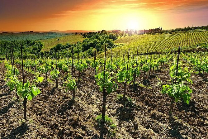 Temecula Wine Country Tour from San Diego