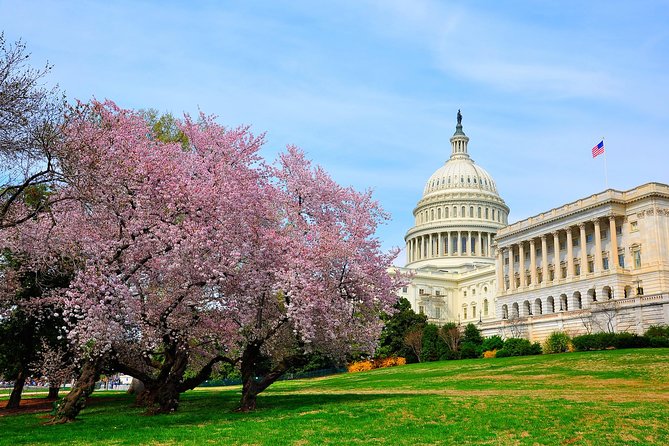 The DC Cherry Blossom Tour - Itinerary Breakdown and What You’ll Experience