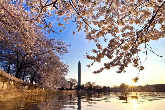 The DC Cherry Blossom Tour - Who Should Consider This Tour?