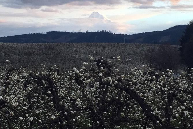 The Hood-Columbia Loop: Timberline, Orchards, and Waterfalls - The Value Proposition