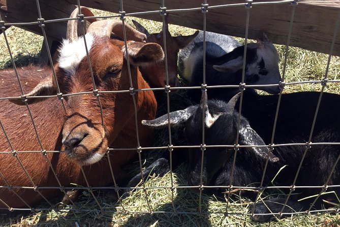 The Hood-Columbia Loop: Timberline, Orchards, and Waterfalls - Who Should Book This Tour?
