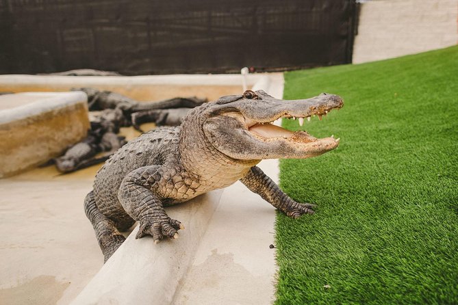 The Miami Sightseeing Day Pass: 35+ Sun-Soaked Attractions & Tours - The Sum Up