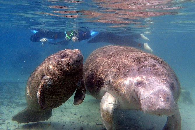 The 'OG' Manatee Snorkel Tour with In-Water Guide/Photographer - Practical Details: What You Need to Know