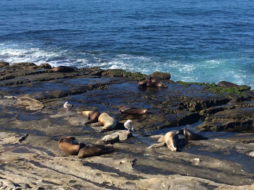 The San Diego Highlights Tour - An In-Depth Look at the San Diego Highlights Tour