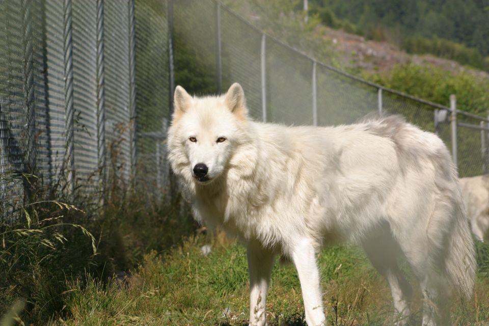 Tidewater: White Wolf Sanctuary Tour and Presentation - Key Points