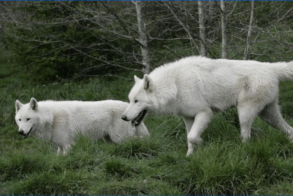 Tidewater: White Wolf Sanctuary Tour and Presentation - An In-Depth Look at the White Wolf Sanctuary Tour