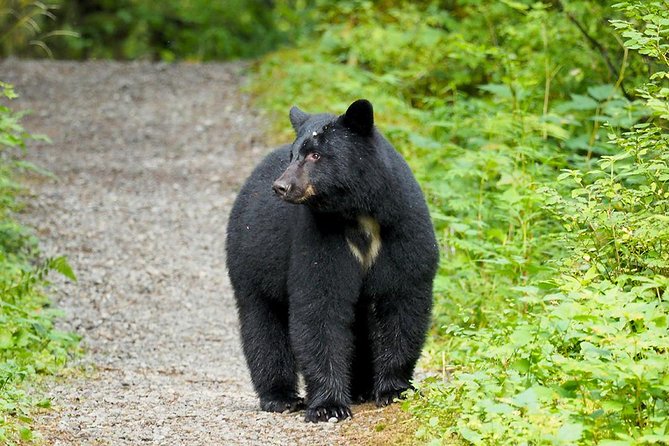 Traitors Cove Bear Viewing - Practical Tips for Booking and Participating