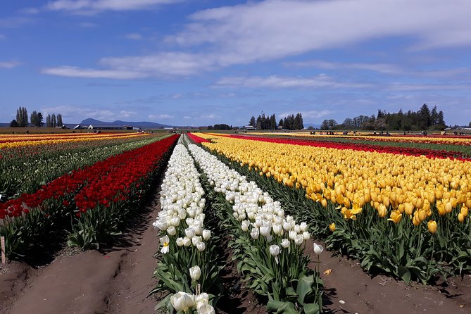 Tulip Festival and Skagit Valley Tour - The Sum Up