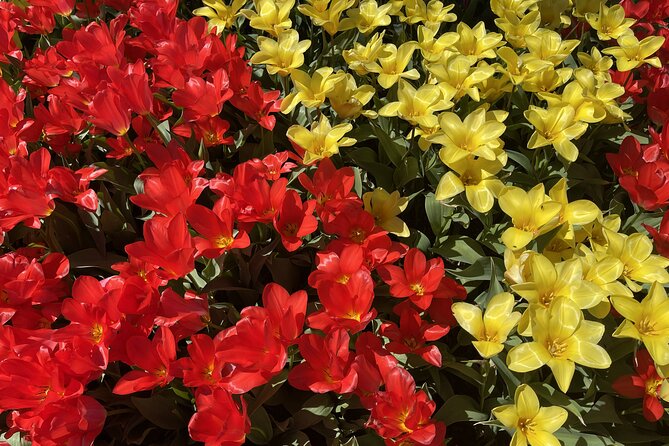 Tulip Festival in Skagit Valley Tour from Seattle - FAQ