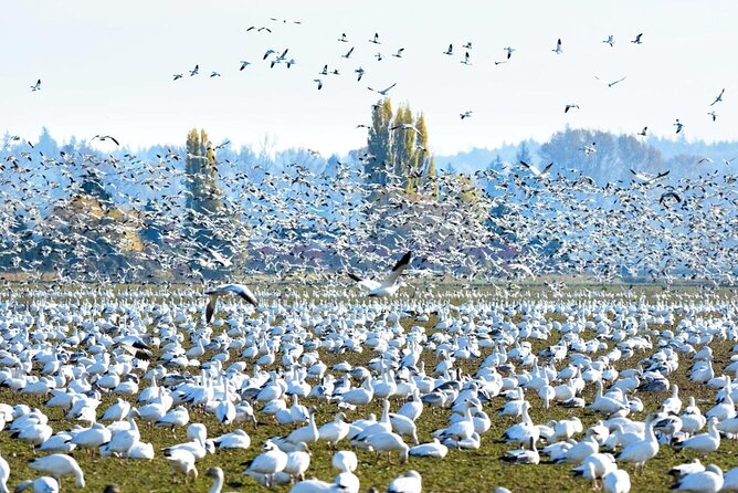 Tulip Festival in Skagit Valley Tour from Seattle - Final Words