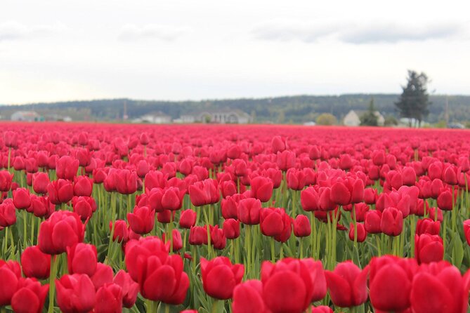 TULIP Festival @ Skagit Valley, La Conner & Deception Pass in SUV - Key Points
