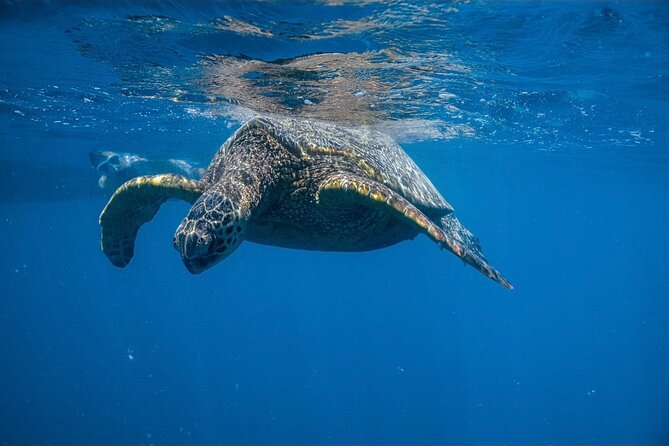 Turtle Canyon Snorkel from Waikiki: Turtles Guaranteed - What the Reviews Say