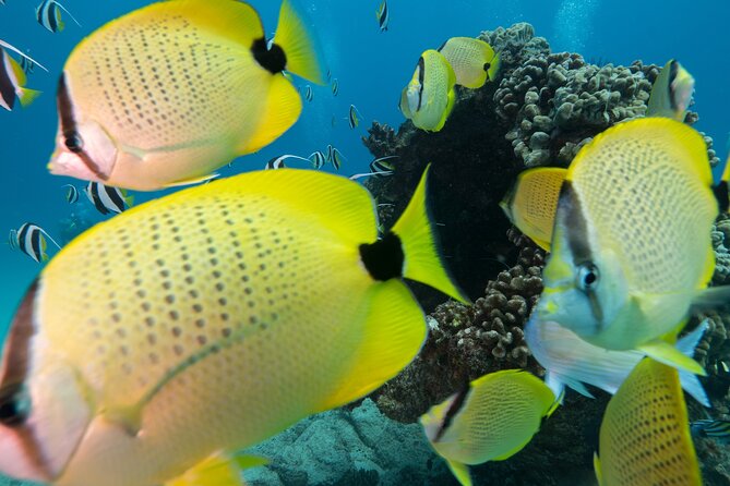 Turtle Canyon Waikiki Snorkel Adventure - The Itinerary Breakdown: What to Expect