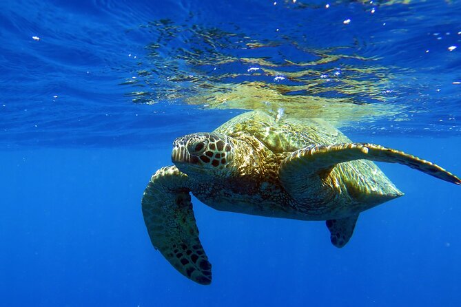 Turtle Canyon Waikiki Snorkel Adventure - Analyzing the Value and Practical Aspects