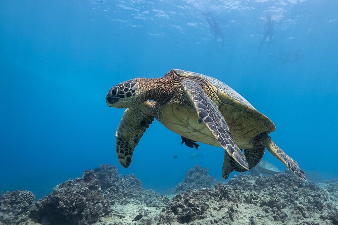 Turtle Canyon Waikiki Snorkel Adventure - Final Thoughts: Who Is This Tour Perfect For?