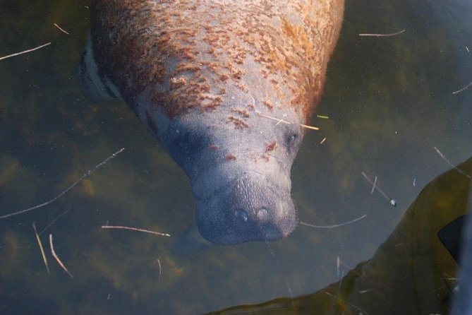 Two-Hour Everglades National Park Dolphin, Birding and Wildlife Boat Tour