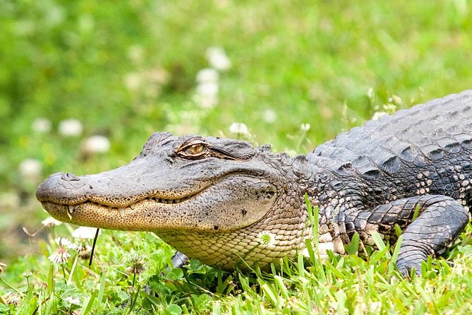 Ultimate Swamp Tour Experience with Transportation from New Orleans - Wildlife & Environmental Highlights