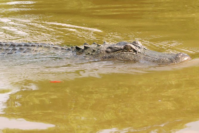 Ultimate Swamp Tour Experience with Transportation from New Orleans - Practical Details & Tips