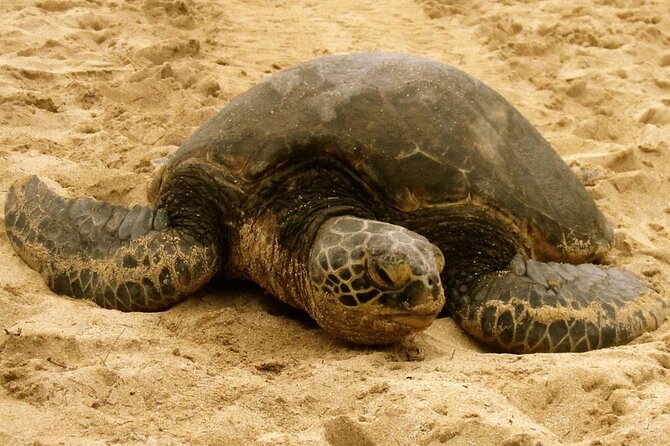 Unforgettable Day on Oahu | Small Group Circle Island Tour - The Experience in Detail