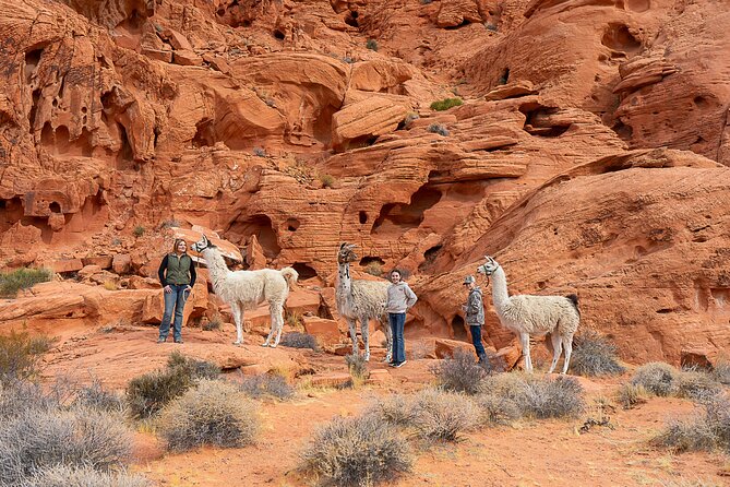 Valley of Fire Llama Hikes - Key Points