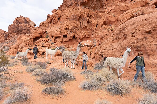 Valley of Fire Llama Hikes - Exploring the Valley of Fire Llama Hikes: What to Expect