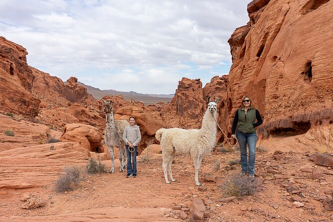 Valley of Fire Llama Hikes - Why This Experience Offers Great Value
