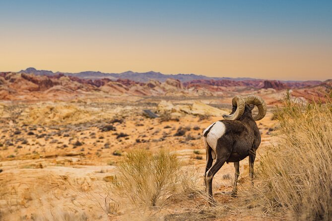 Valley of Fire Sunset Tour from Las Vegas - The Experiences Unique Benefits