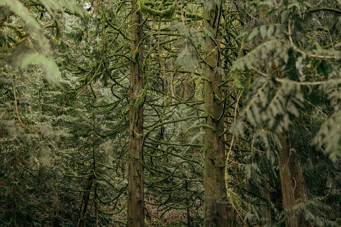 Visit Snoqualmie waterfall and an old Forest (Transport Included) - What Makes This Tour Stand Out?