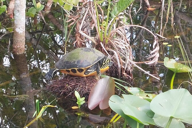 Visit to the Everglades in French - The Activities: Three Pillars of the Experience