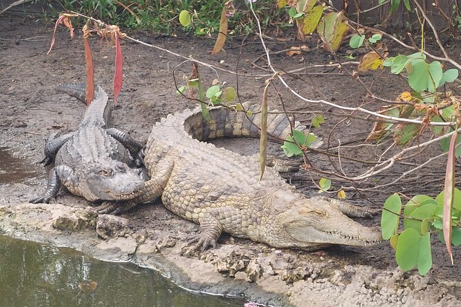 Visit to the Everglades in French - What Travelers Can Expect