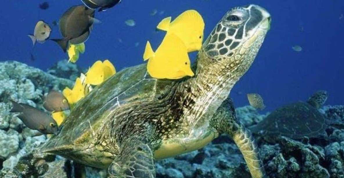 Waikiki Beach: Turtle Snorkeling and Sailing on Hwea