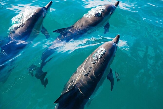 Waikiki Sail and Snorkel Adventure Best of Hawaii - Who Will Love This Experience