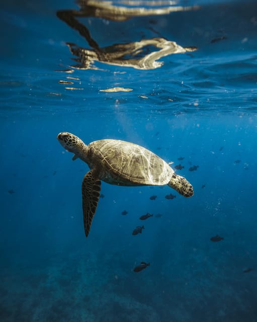 Waikiki: Sea Turtle Snorkeling, Small Group Boat Tour