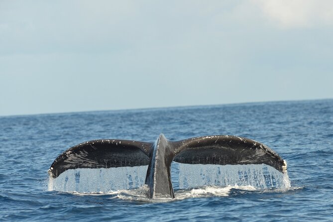 Waikiki Sunset Cruise Catamaran Boat Tour on Oahu - Pricing and Value for Money